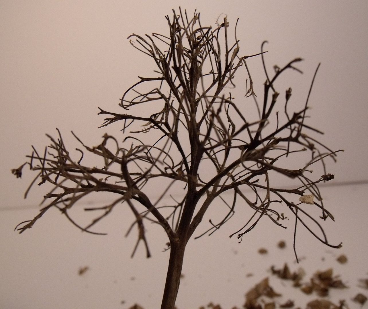 How To Make Model Trees For Your 1 64th Display HobbyTalk how-to-make-model-trees-for-your-1-64th-display-hobbytalk